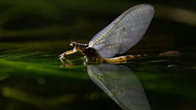 Wild Isles Episode 4 Freshwater wildlife stories, filming locations and ...