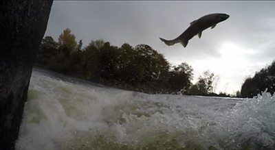 Spectacular show as salmon leap home through Shropshire - BBC News