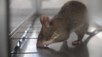 Giant rats trained to detect tuberculosis in prisons - BBC News