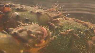 Cardiff University study on crayfish plague impact - BBC News