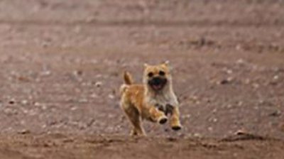 Meet Gobi the dog - BBC News