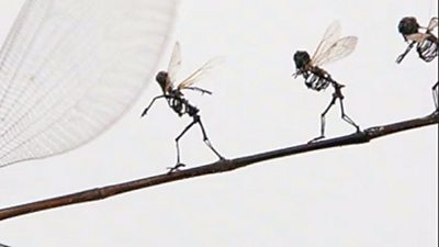 Artist Tessa Farmer unveils sculptures made from dead insect carcasses ...