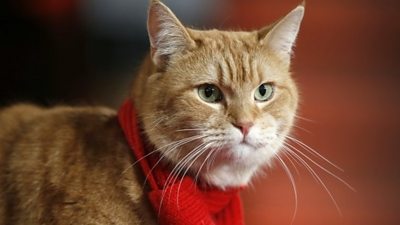 Bob the cat's acting debut - BBC News