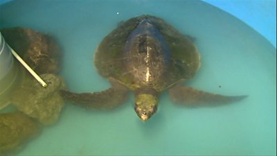 Vets find 1,000 coins in poorly turtle's belly - BBC Newsround