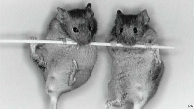 Blind mice have sight restored - BBC News