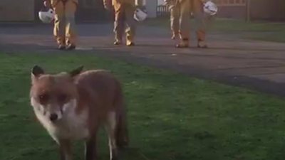 Meet Basil the fox, the lifeboat mascot - BBC Newsround