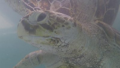 Vets find 1,000 coins in poorly turtle's belly - BBC Newsround
