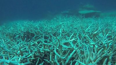 Breakthrough in coral restoration, say researchers - BBC News