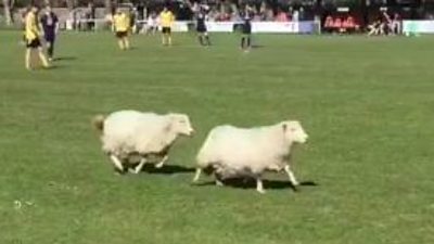 Sheep invade Llanberis v Llandudno Junction football match - BBC Sport
