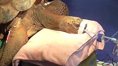 Fixing a Devon tortoise with a broken shell - BBC News
