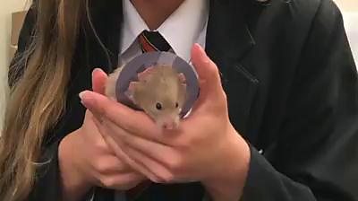 Wickford family's hamster has leg amputated - BBC News