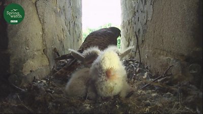 Where does all the poo go? - CBBC - BBC