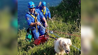 Dog survives Swanage 60ft cliff fall - BBC News