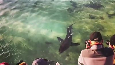 Fluffy the shark goes home - BBC Newsround