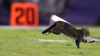 NFL: Cat interrupts Baltimore’s win over Miami - and then gets adopted ...