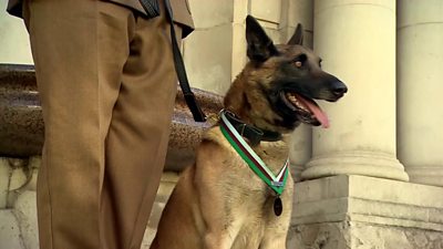 Hero dog Mali receives highest award for gallantry - BBC News