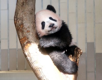 Cute baby panda to be shown to public - BBC Newsround