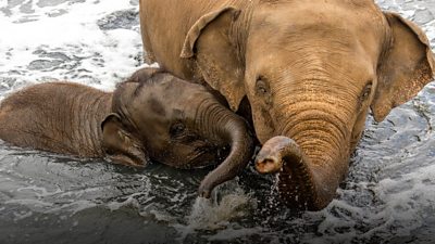 Kenya elephants: Operation to move big beasts begins - BBC News
