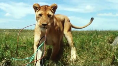 Where does all the poo go? - CBBC - BBC