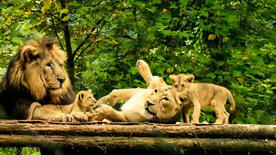 The Zoo - CBBC - BBC