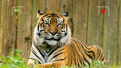 The Zoo - CBBC - BBC