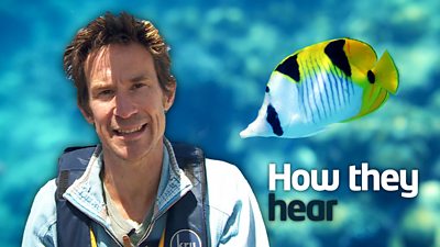 How do fish hear? - BBC Newsround