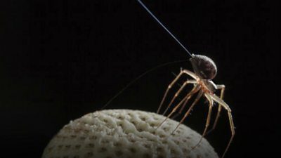 Bristol University discovers how wingless spiders fly - BBC News