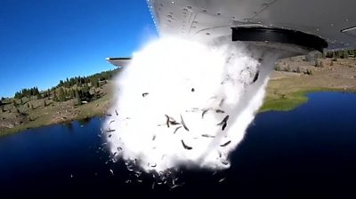 Hundreds of fish dropped from a plane into Utah lake - BBC Newsround
