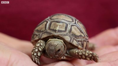 Tortoise saved by Lego wheelchair - BBC News