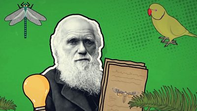 Charles Darwin's theory of evolution explained - BBC
