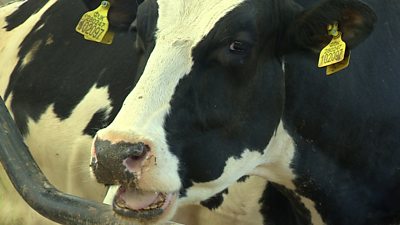 Cow burps, food miles and climate change - BBC News