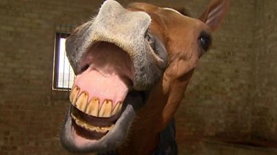 Ben Maher: Champion showjumper outshone by horse Explosion - BBC Sport