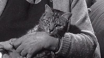 BBC Archive 1973: Fyfe Robertson's 'Perfect Pint' - BBC