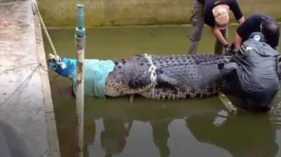Killer crocodile - BBC News