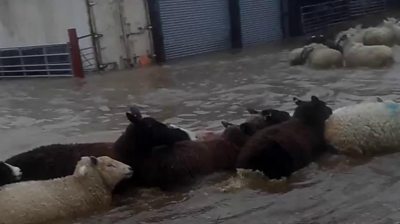 Lucky escape for sheep trapped in flood water - BBC News