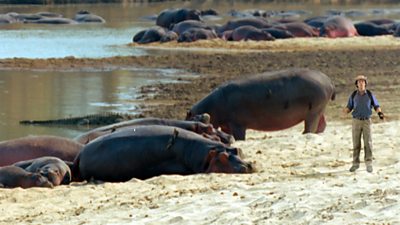 Andy's Wild Adventures - CBeebies - BBC