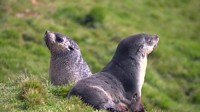 The secrets of seal poo - BBC News