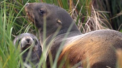 How much can you tell about seals from their poo? - BBC Newsround