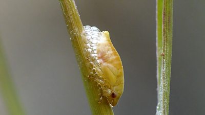 Have you ever seen a spittlebug? Scientists want your help tracking ...