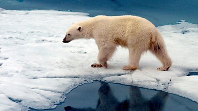 Climate change: Why are so many animal species facing extinction? - BBC ...