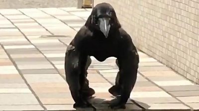 Crow or gorilla?! Why this video has got the internet talking - BBC ...