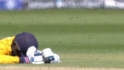 Cricket World Cup: A swarm of bees forces the players to take evasive ...