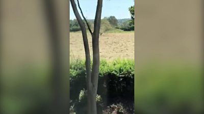 Dust devil turns 'hay devil' in Devon farmer's field - BBC News