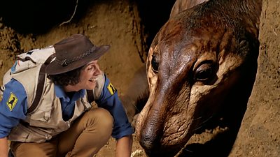 Andy's Dinosaur Adventures - CBeebies - BBC