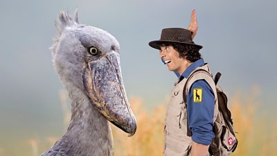 Andy's Safari Adventures - CBeebies - BBC