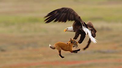 Audubon Photography Awards: Is this the 'perfect' wildlife picture ...