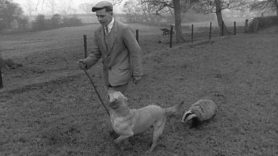 BBC Archive 1962: Farm overrun by swans - Tonight - BBC