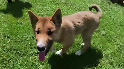 Meet Wandi the rare dingo - BBC Newsround