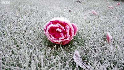 Fascinating facts about frost - BBC Weather