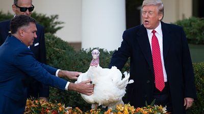 Trump pardons two turkeys: Bread and Butter - BBC News